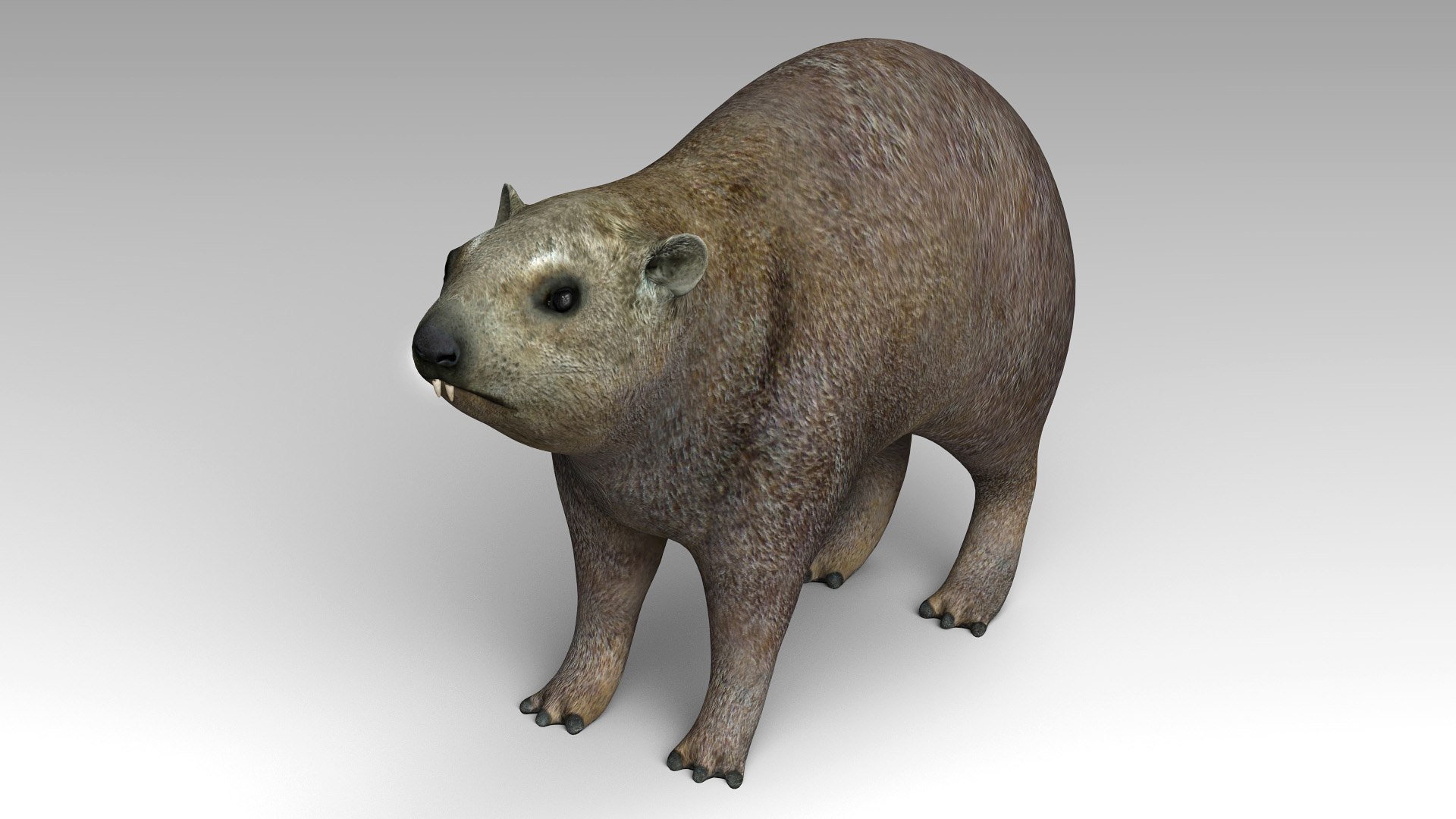 Rock Hyrax 3D Model - TurboSquid 1456439