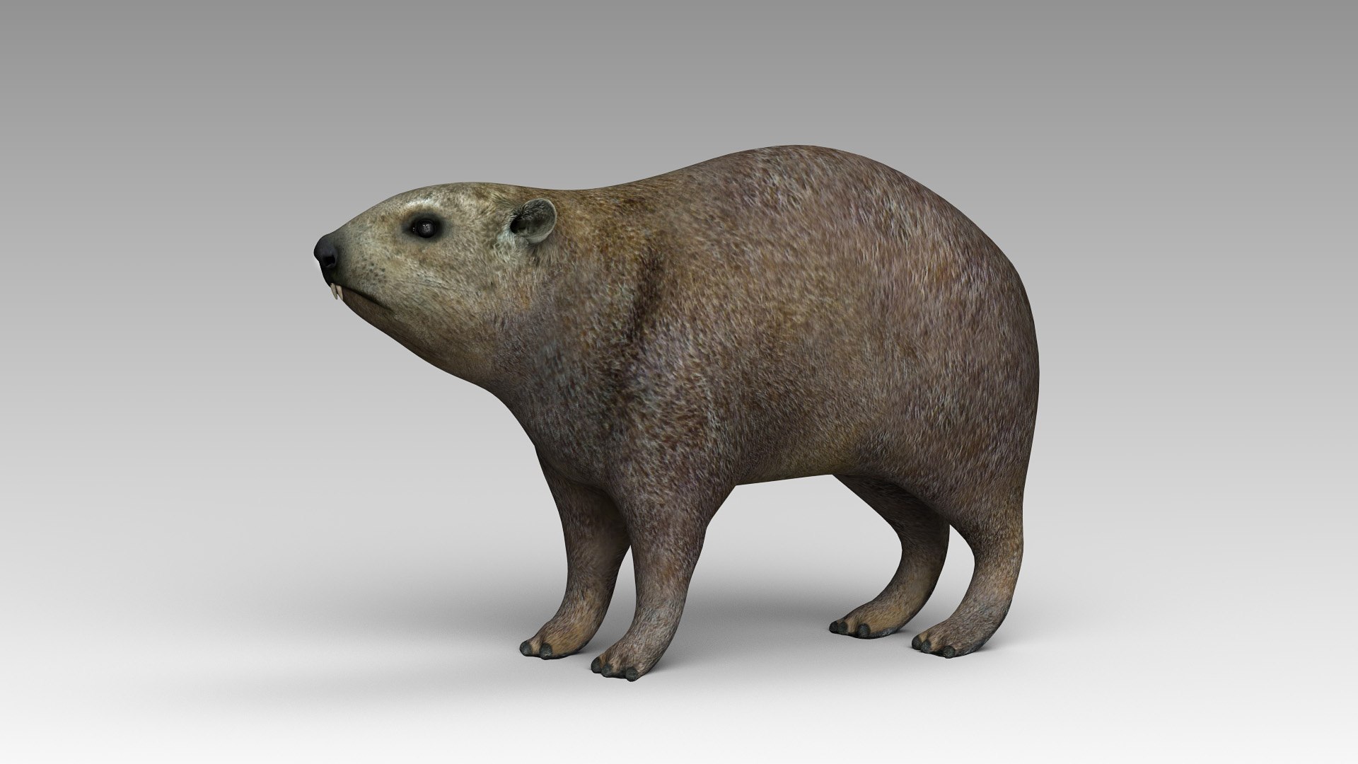 Rock Hyrax 3D Model - TurboSquid 1456439