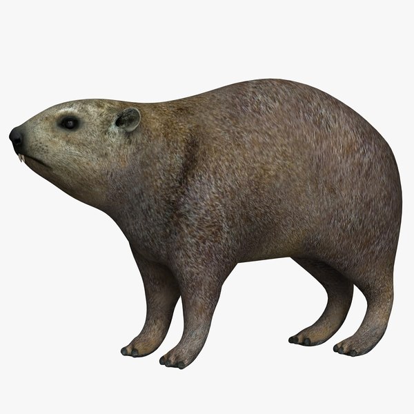 3D Marmot Models | TurboSquid