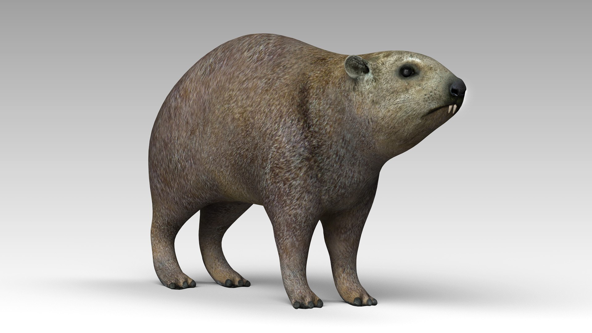 Rock Hyrax 3D Model - TurboSquid 1456439