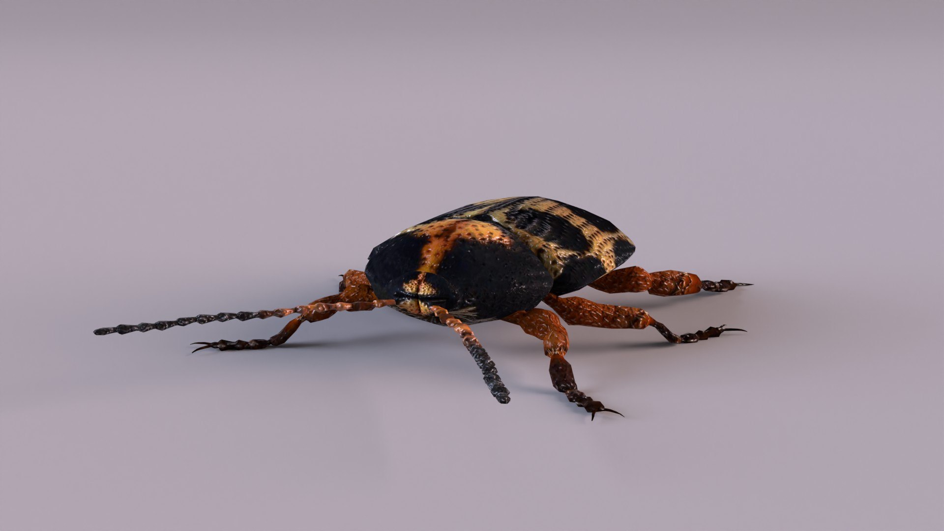 3D ten-spotted pot beetle model - TurboSquid 1535645