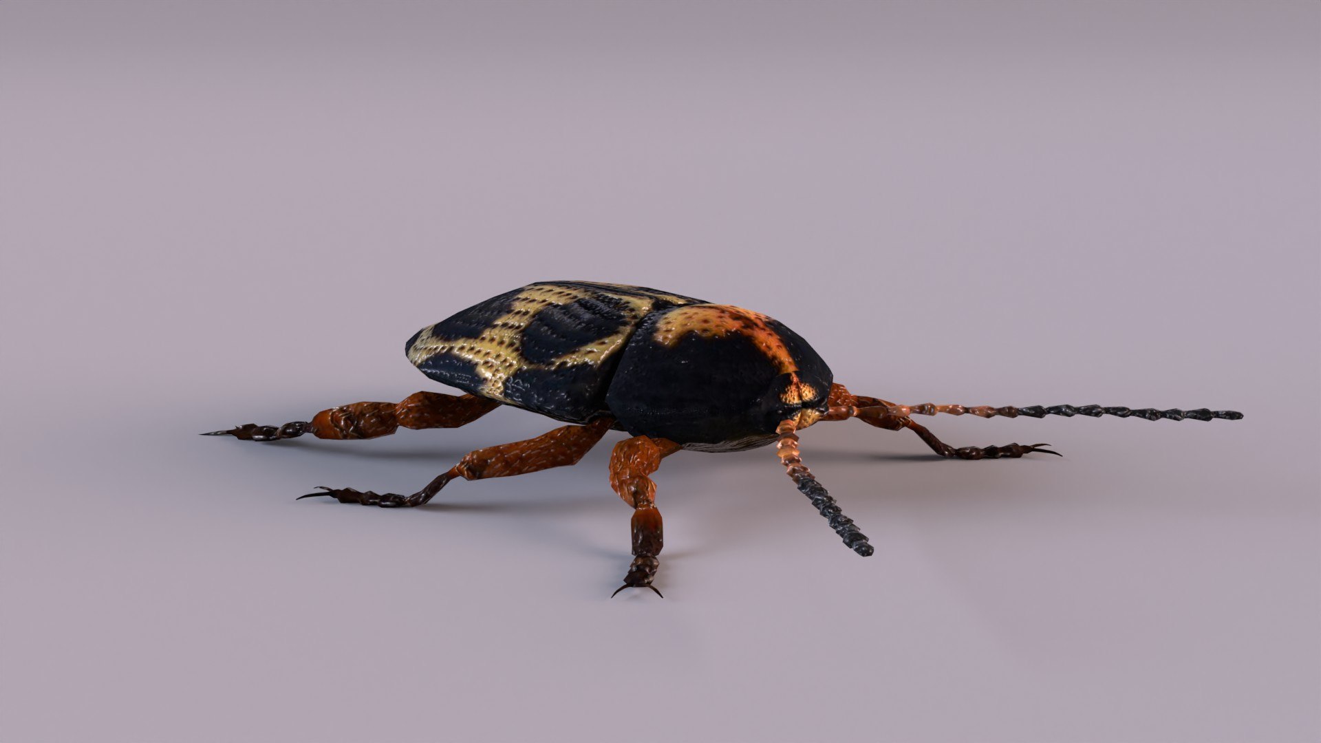 3D ten-spotted pot beetle model - TurboSquid 1535645
