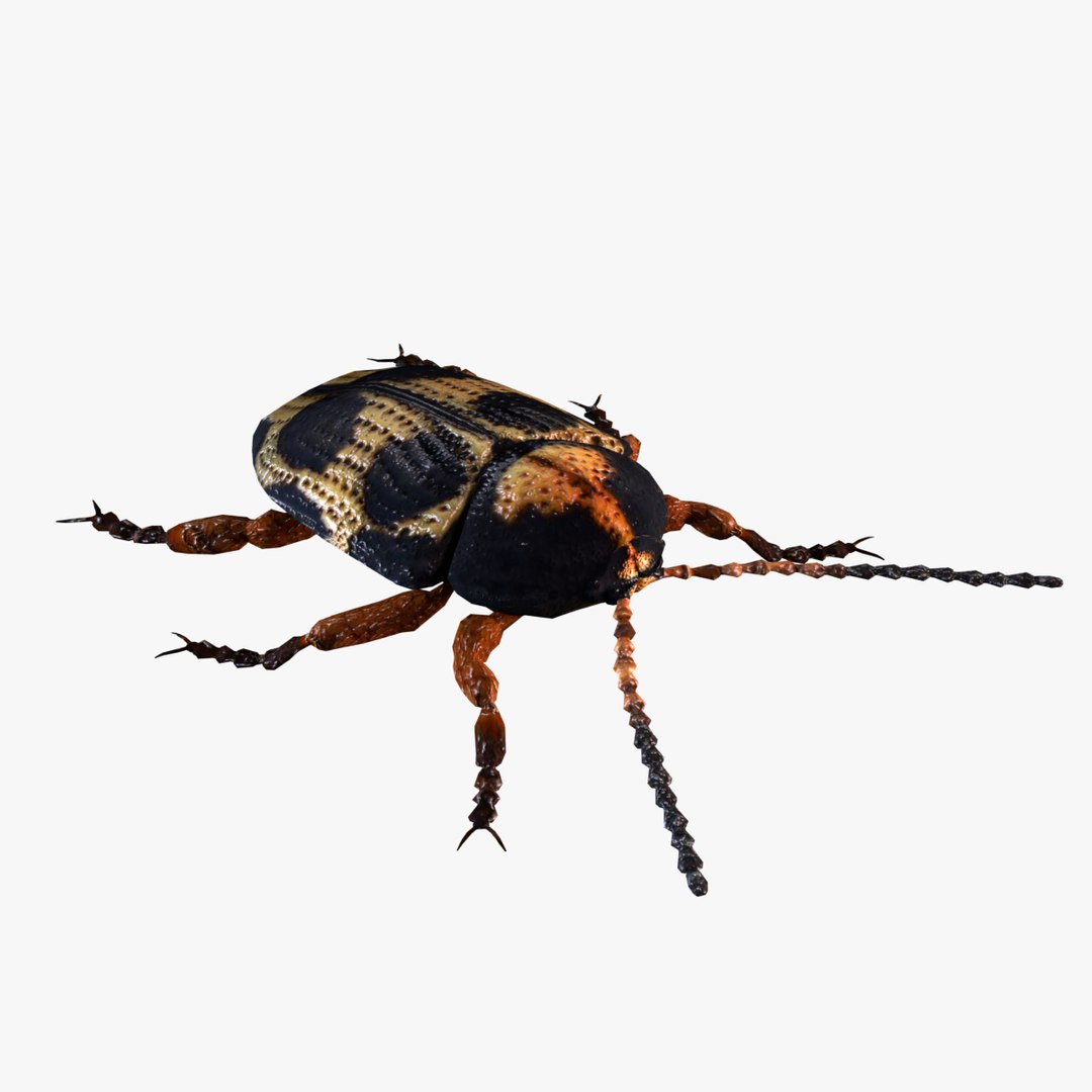 3D ten-spotted pot beetle model - TurboSquid 1535645
