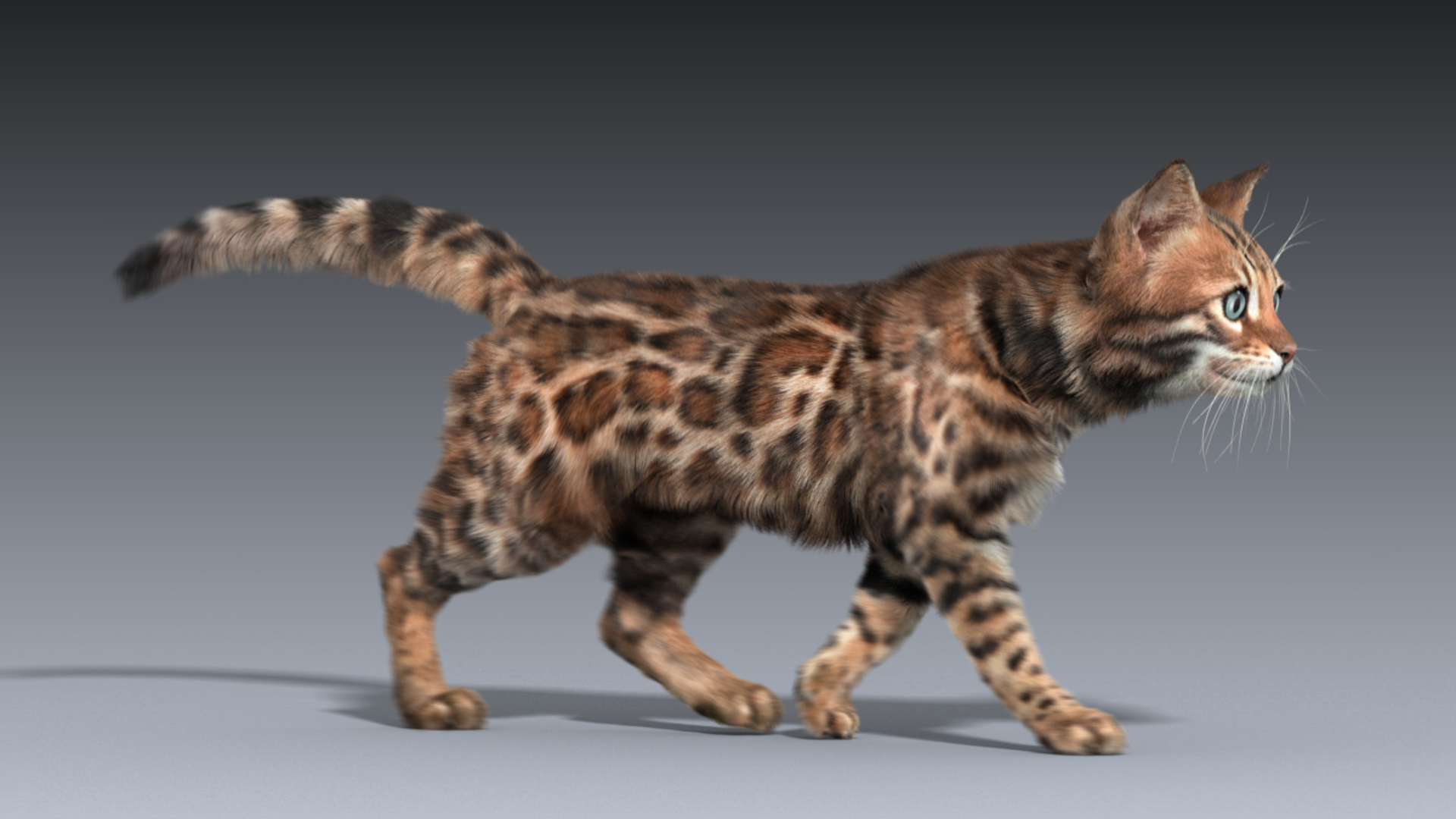 3d Bengal Cat 2 Fur Model