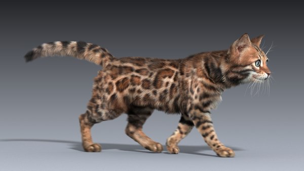 3d bengal cat 2 fur model