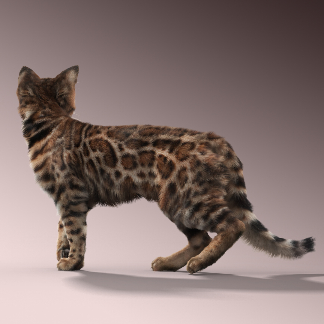3d bengal cat 2 fur model
