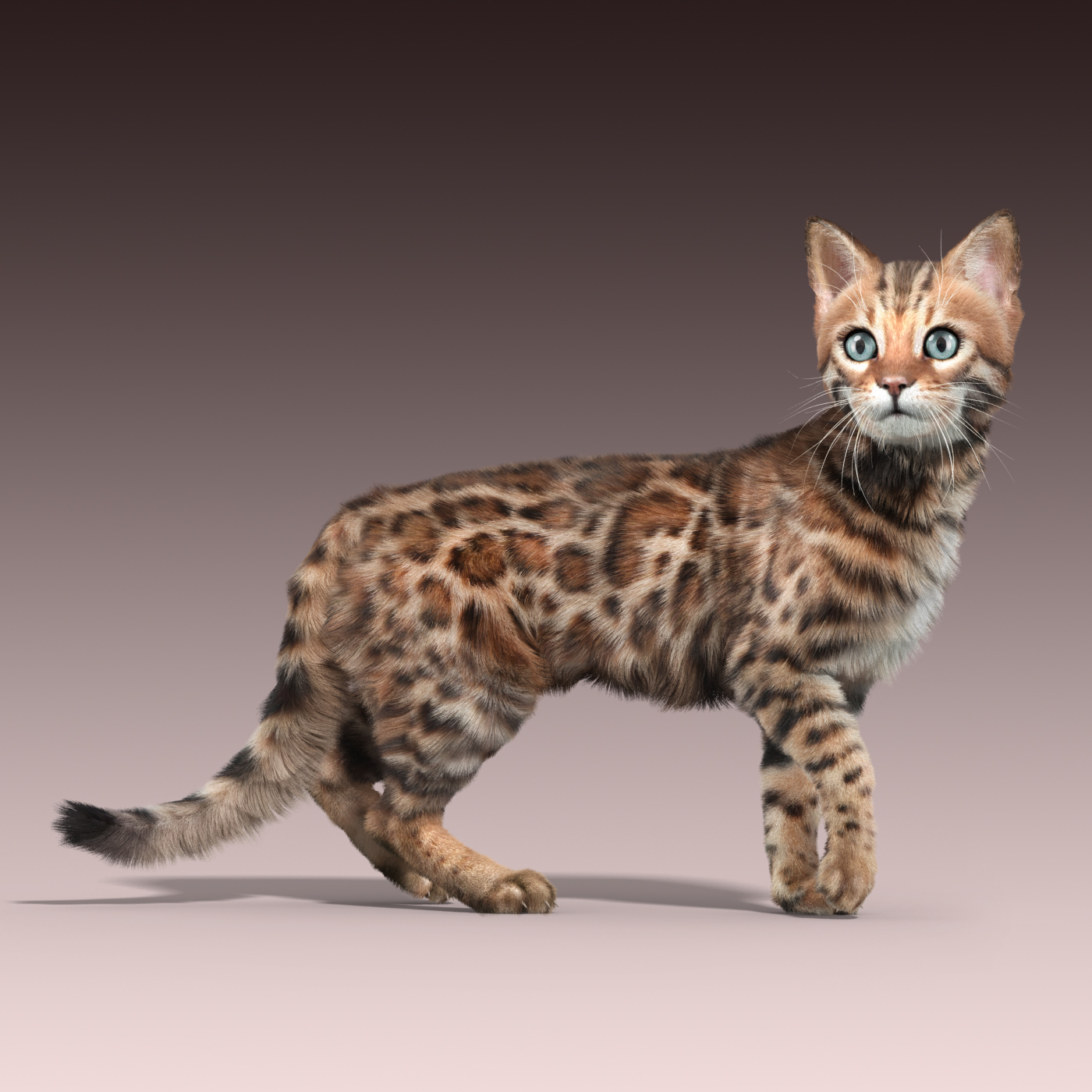 3d bengal cat 2 fur model