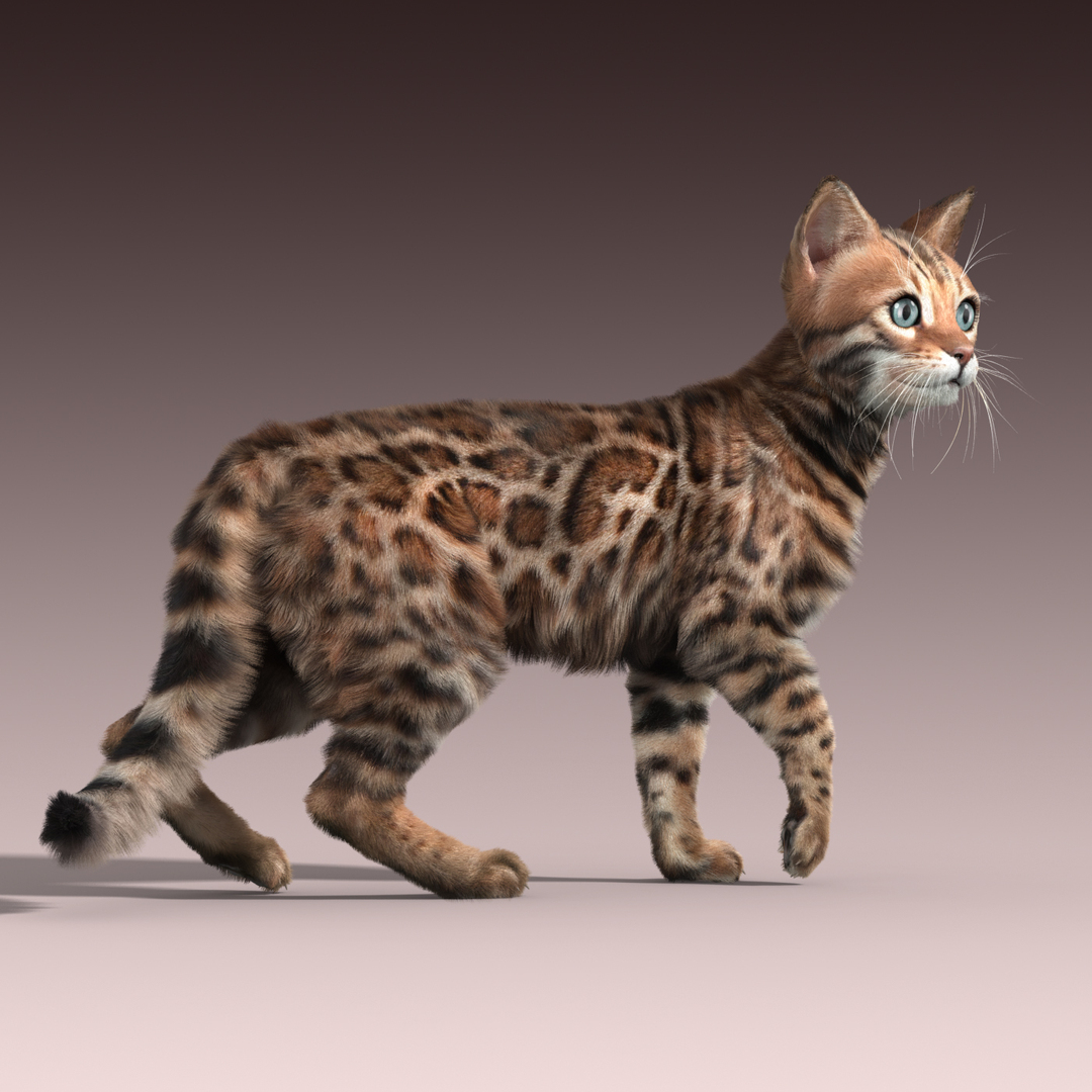 3d bengal cat 2 fur model