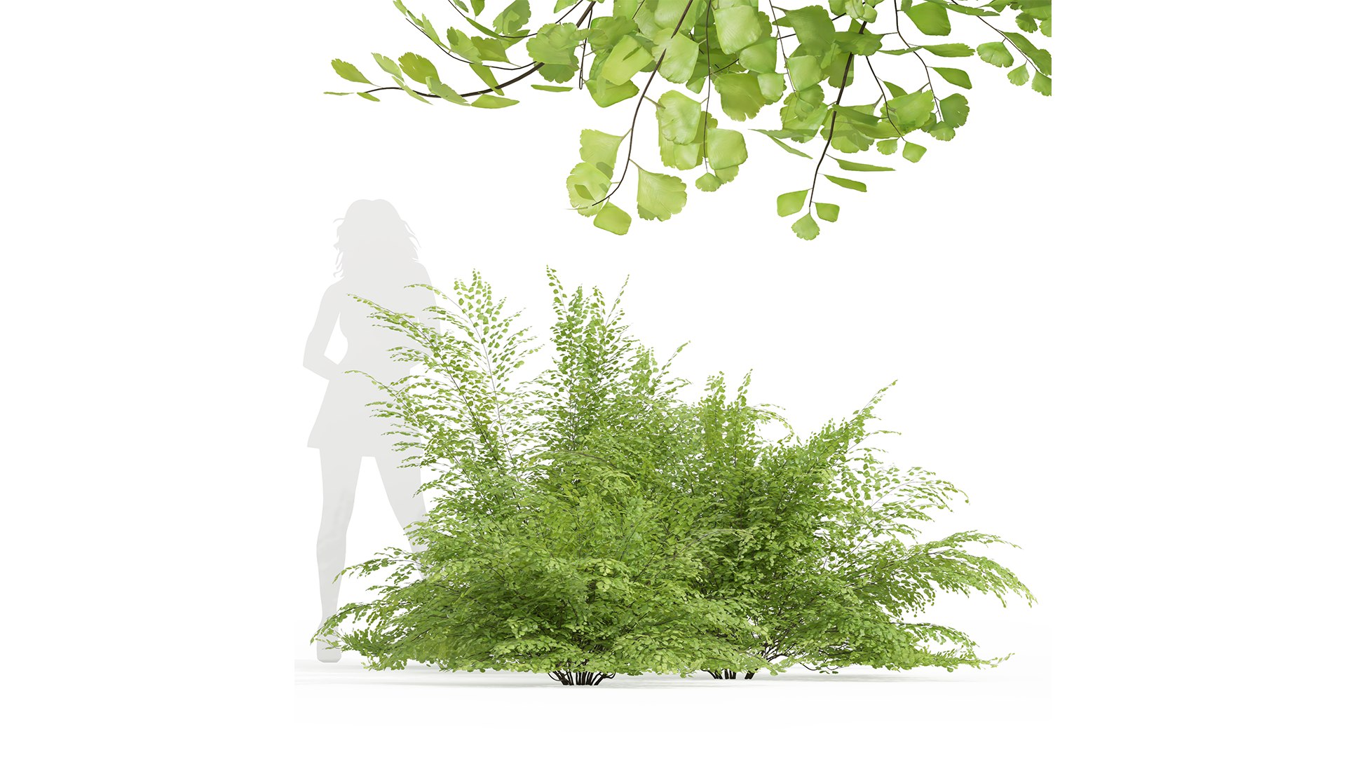 New Plant High Detail Adiantum Capillus Veneris Fern Bush Model ...