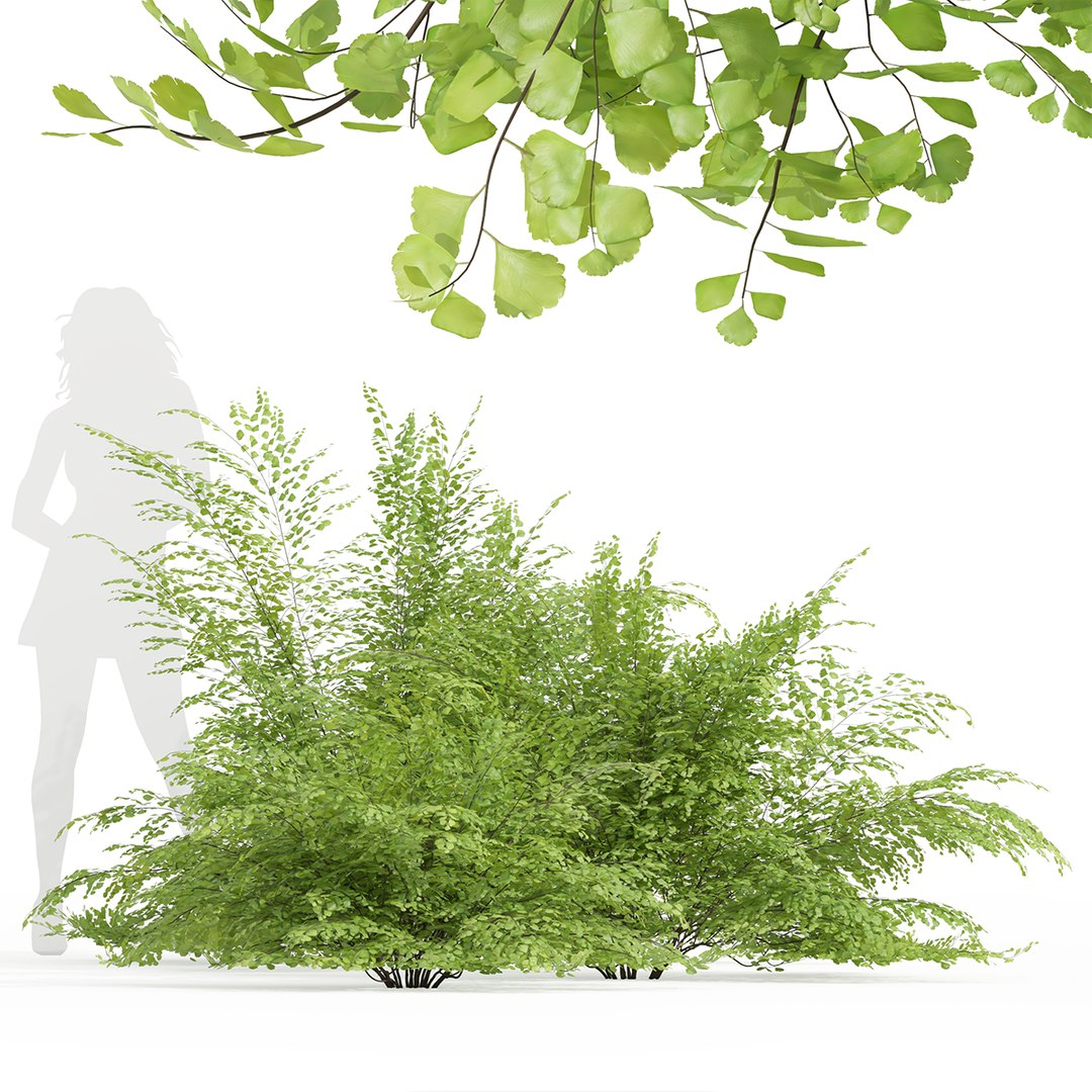 New Plant High Detail Adiantum Capillus Veneris Fern Bush Model ...