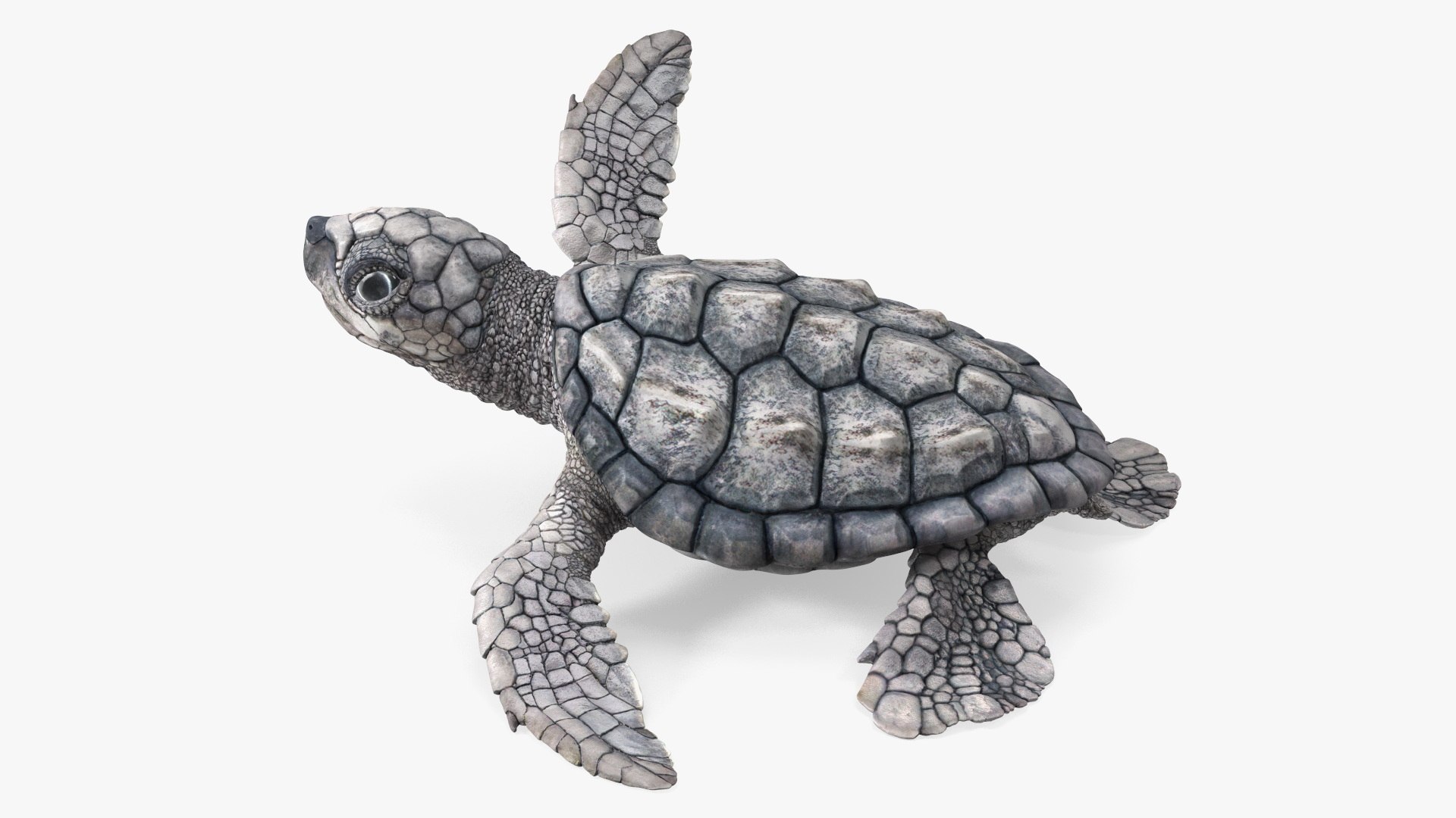 Baby Gray Sea Turtle Runs To The Sea 3D - TurboSquid 2201878