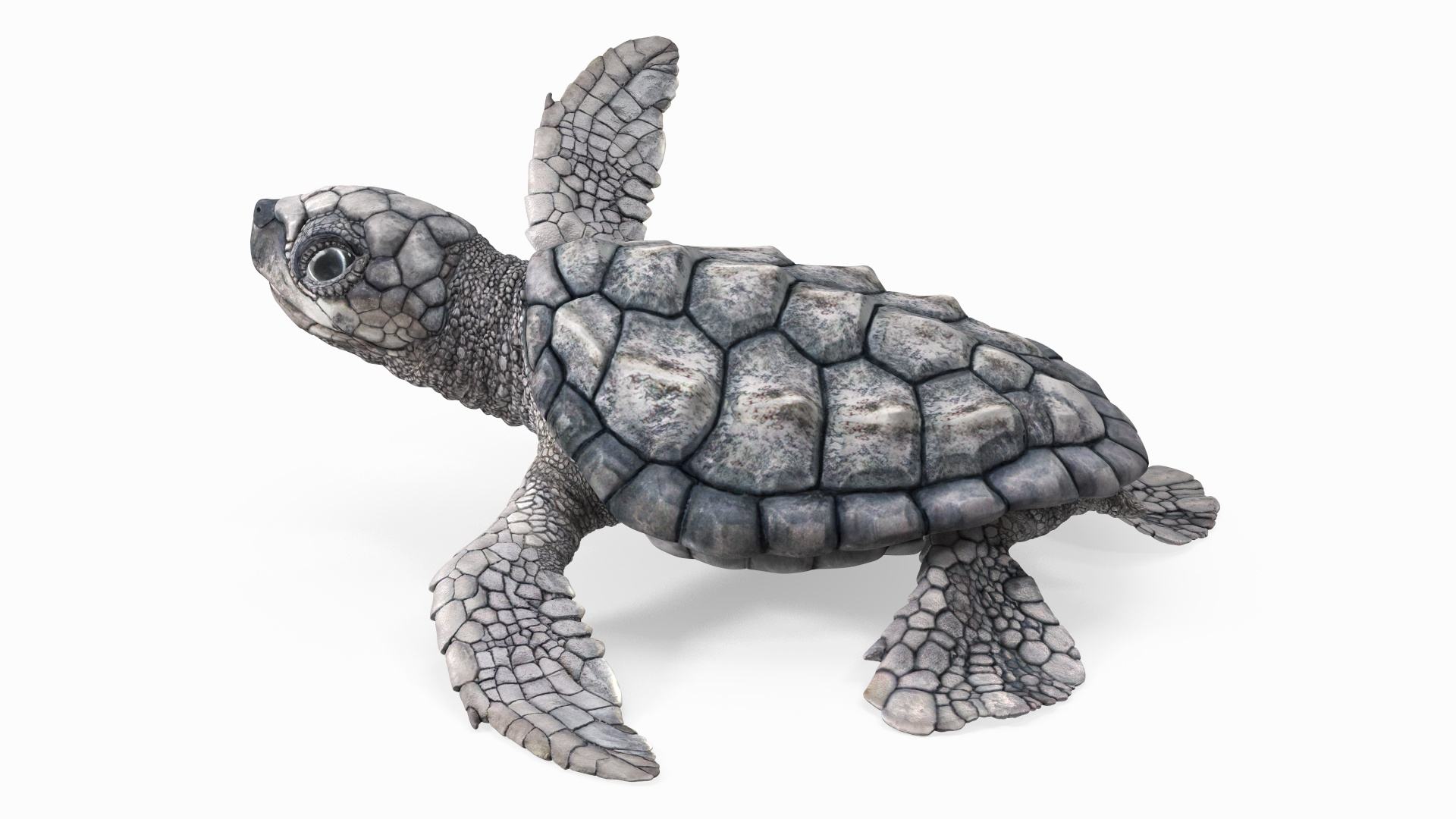 Baby Gray Sea Turtle Runs To The Sea 3D - TurboSquid 2201878