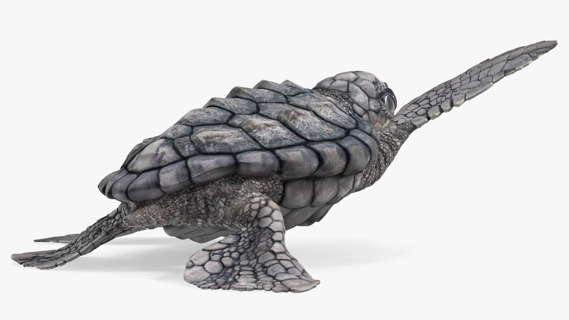 Baby Gray Sea Turtle Runs To The Sea 3D - TurboSquid 2201878