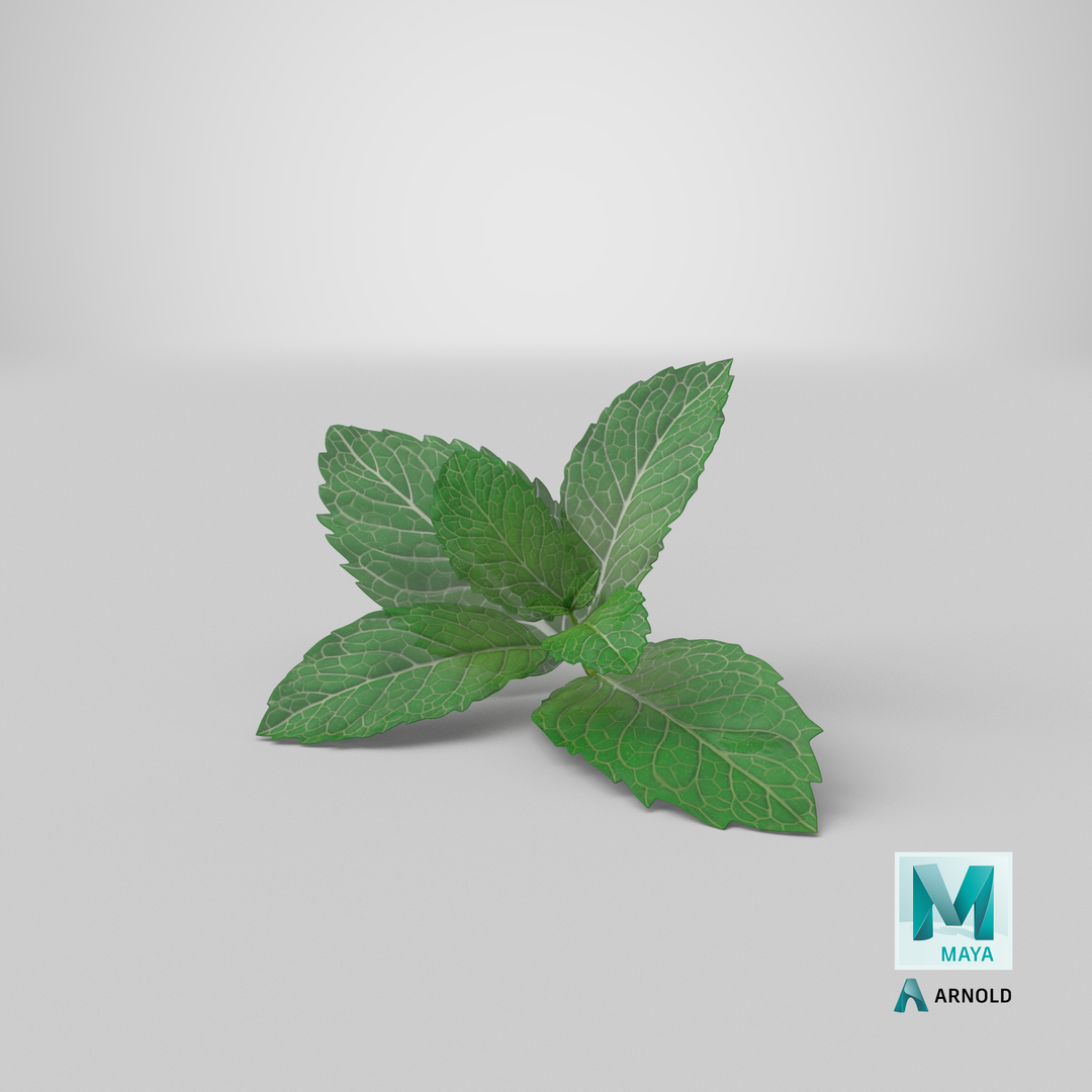 Fresh mint leaves 3D model - TurboSquid 1545735