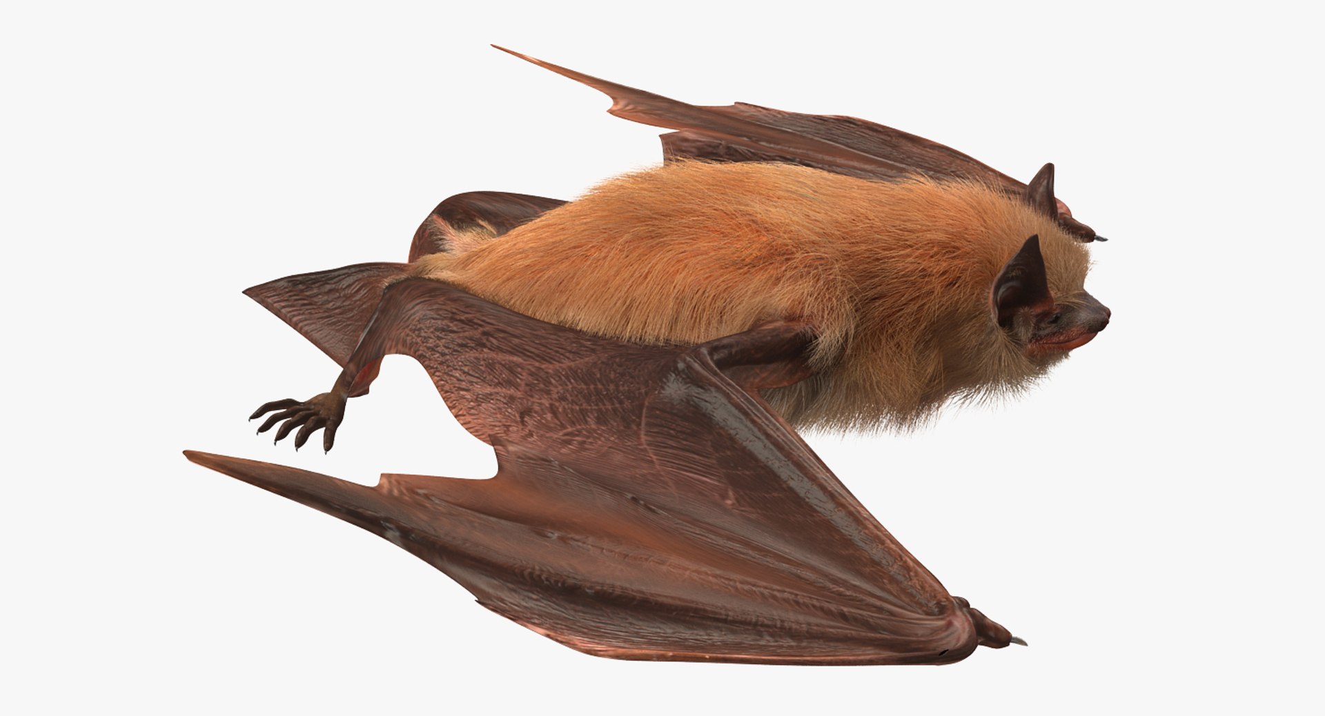 Flying Bat 2 Fur 3d Model