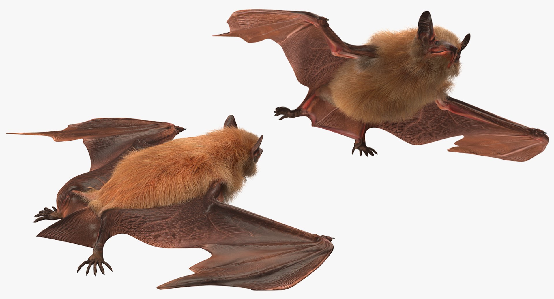 Flying Bat 2 Fur 3d Model