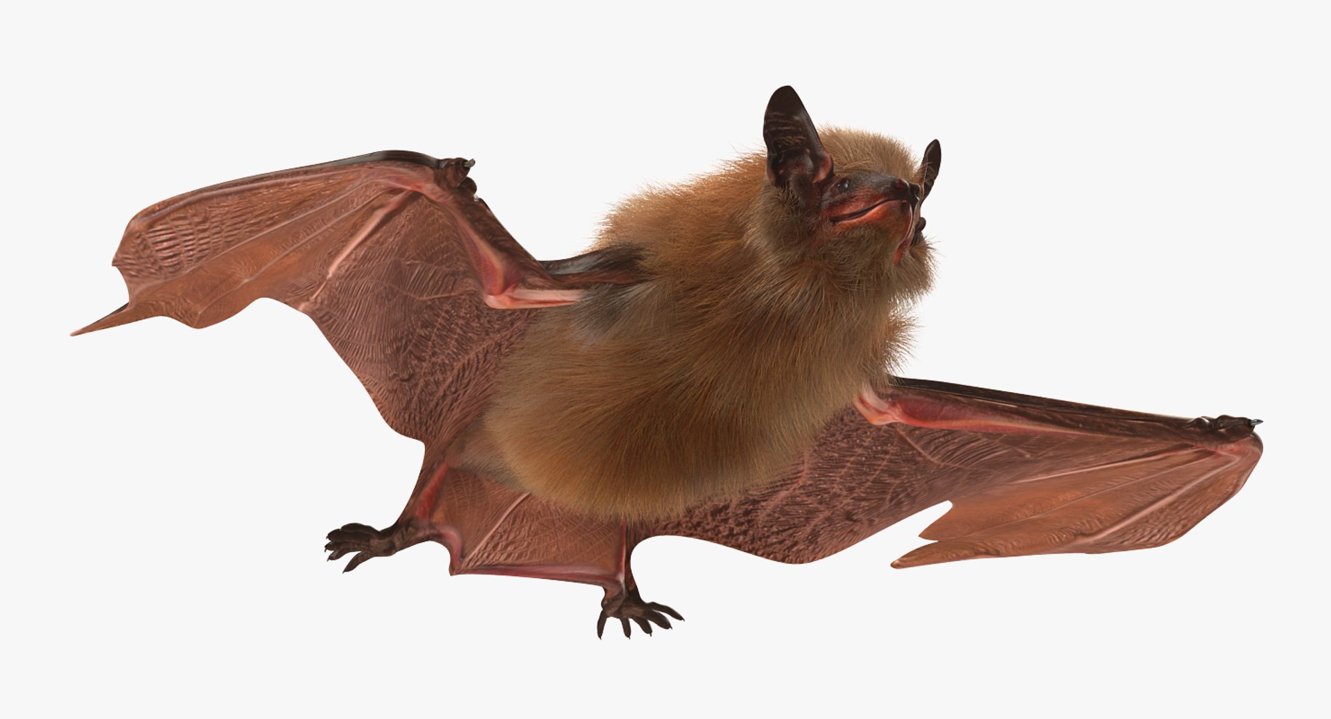 Flying Bat 2 Fur 3d Model