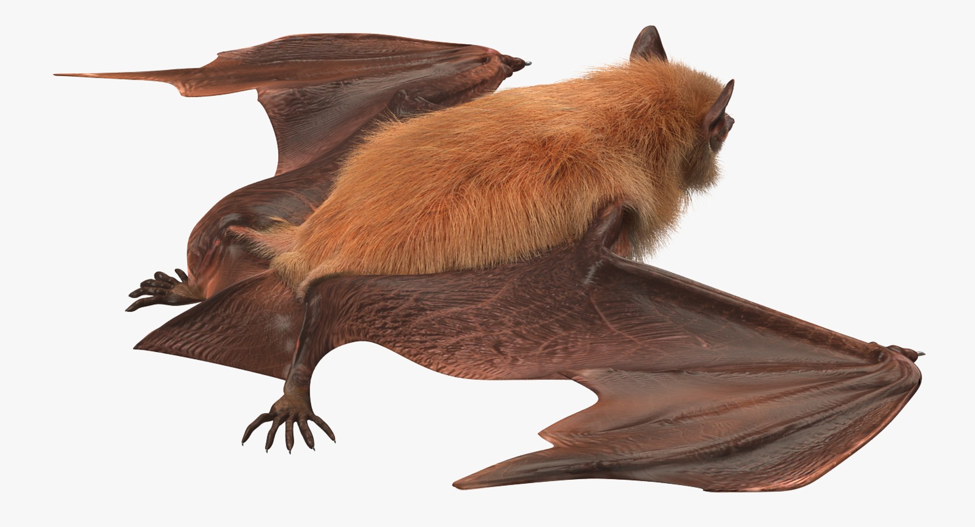 Flying Bat 2 Fur 3d Model