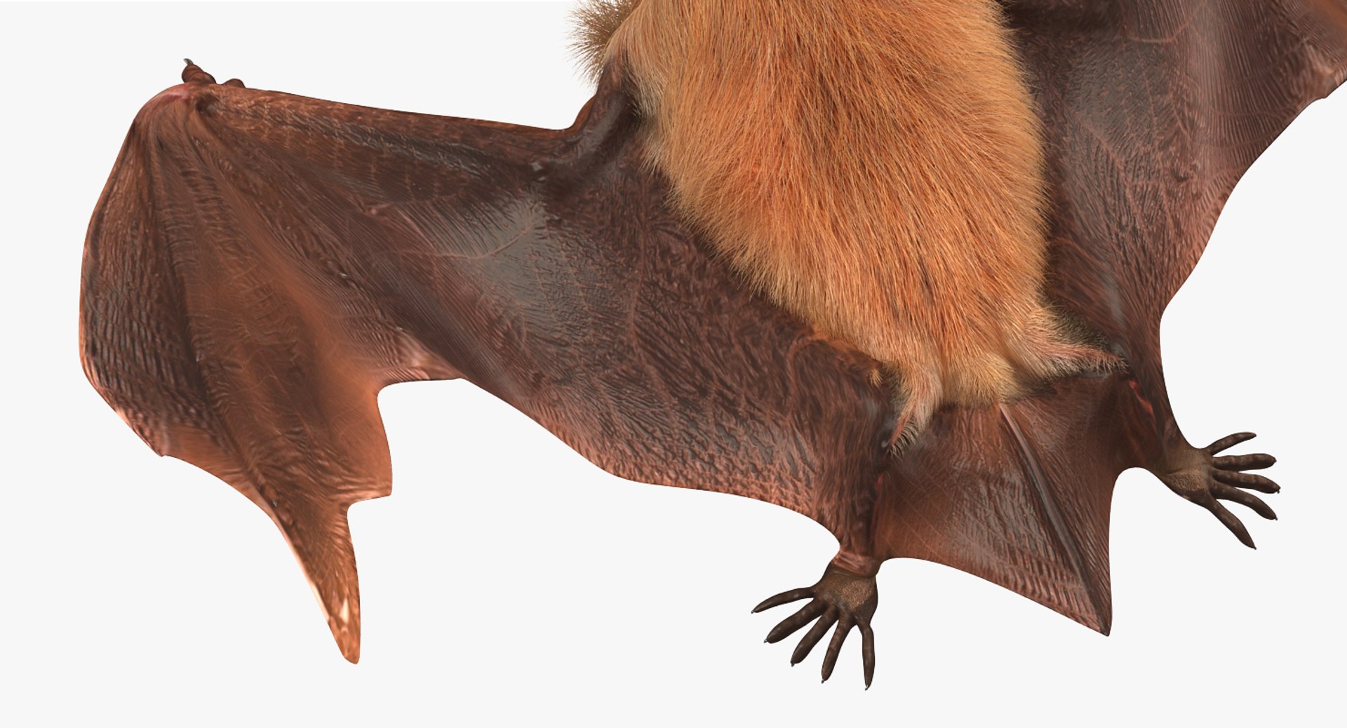 Flying Bat 2 Fur 3d Model