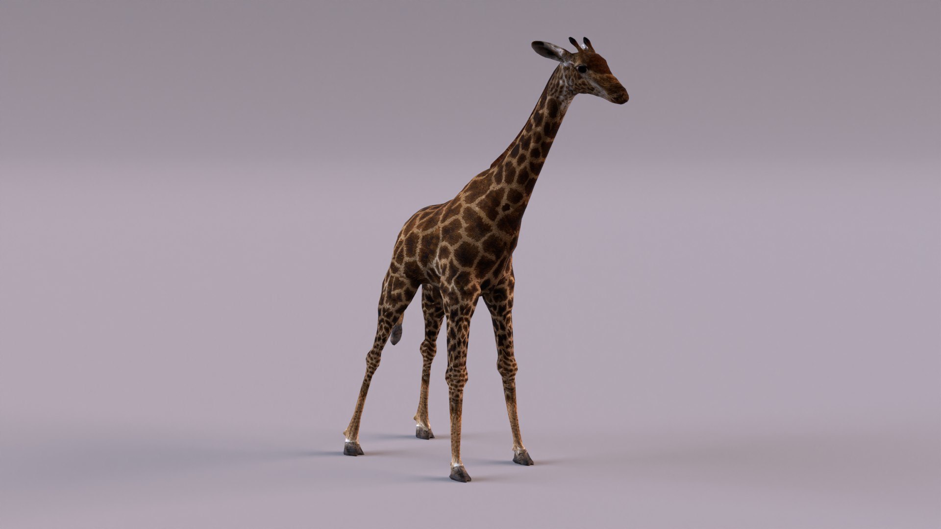 3D Giraffe - TurboSquid 1928185