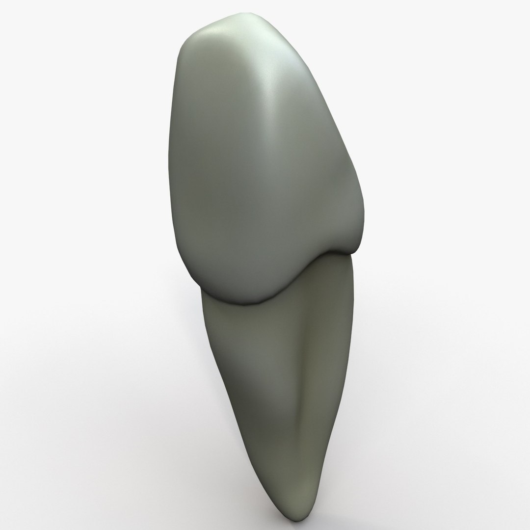 3d Cuspid Tooth Model