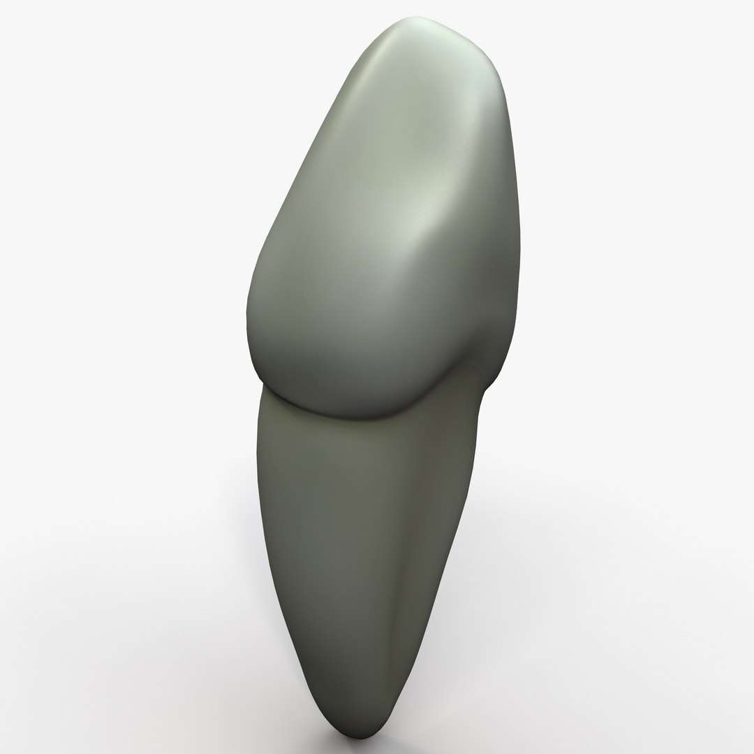 3d Cuspid Tooth Model