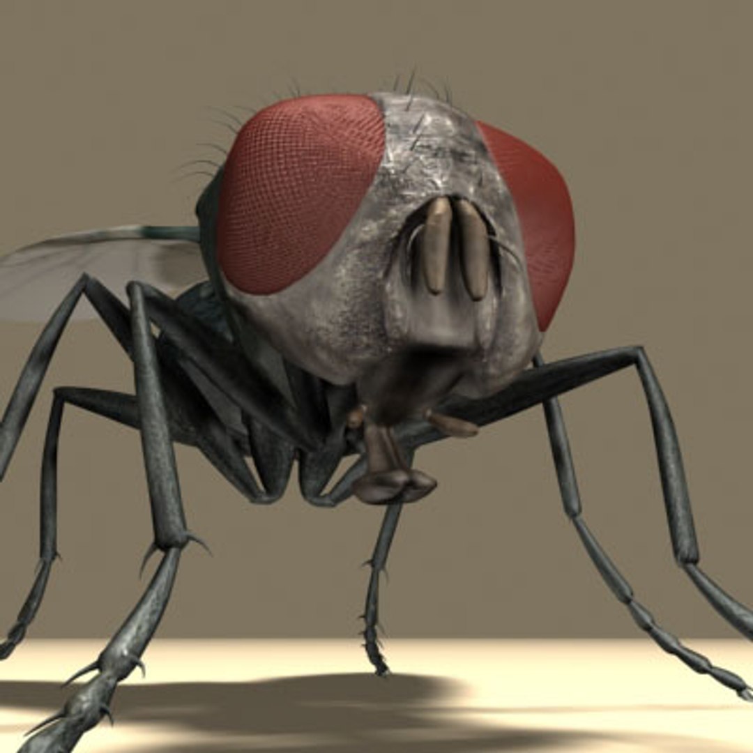Fly 3d Model
