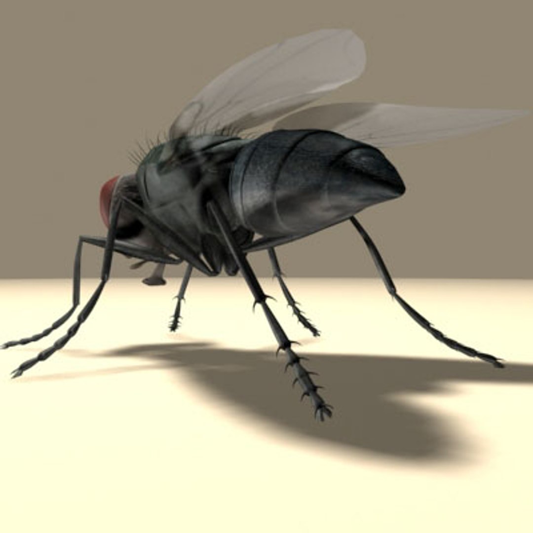 Fly 3d Model