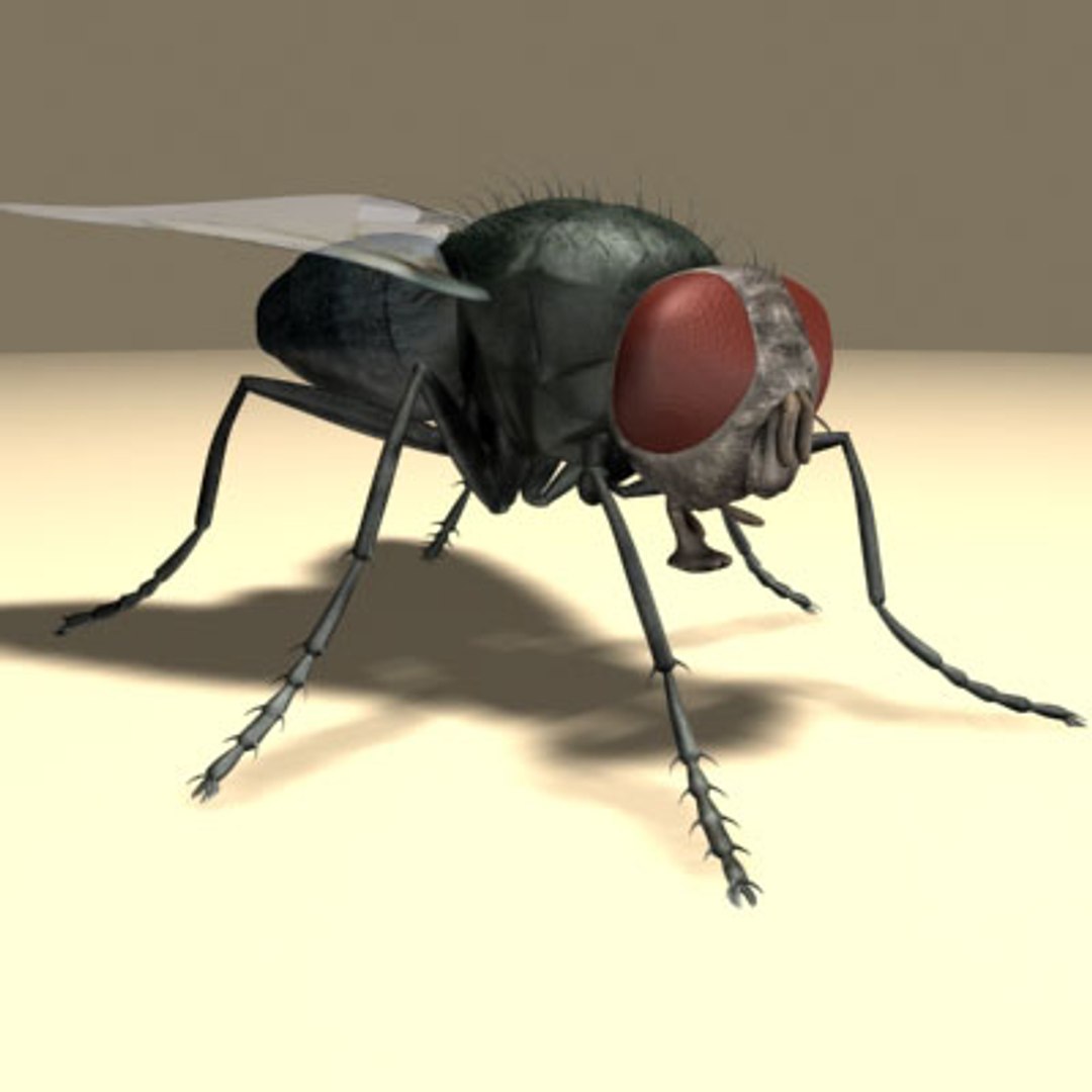 Fly 3d Model