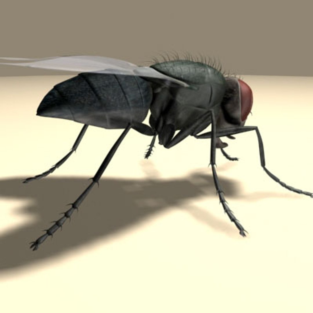 Fly 3d Model