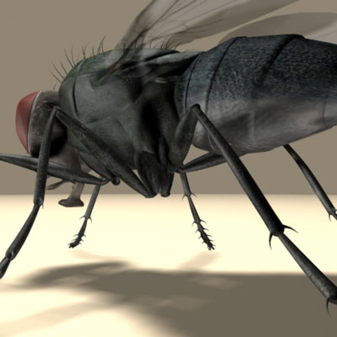 Fly 3d Model