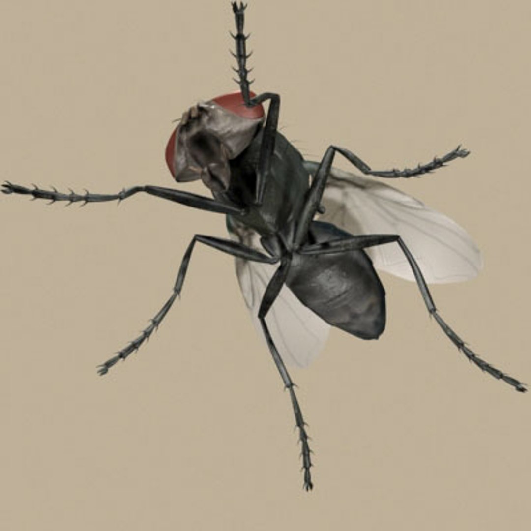 Fly 3d Model