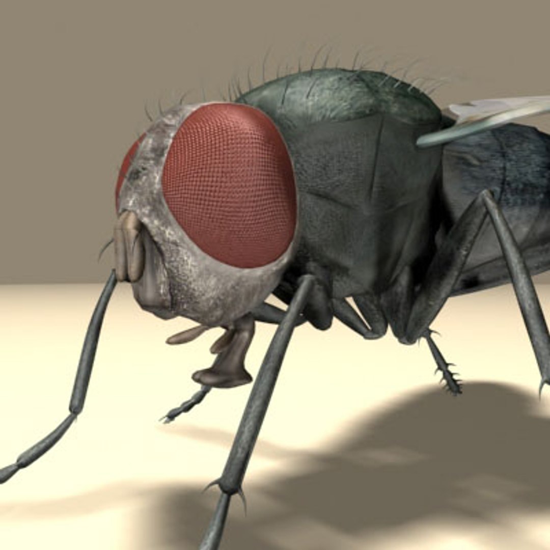 Fly 3d Model
