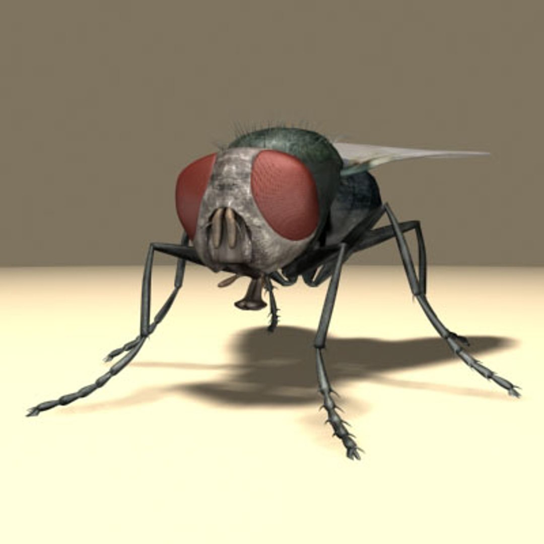 Fly 3d Model