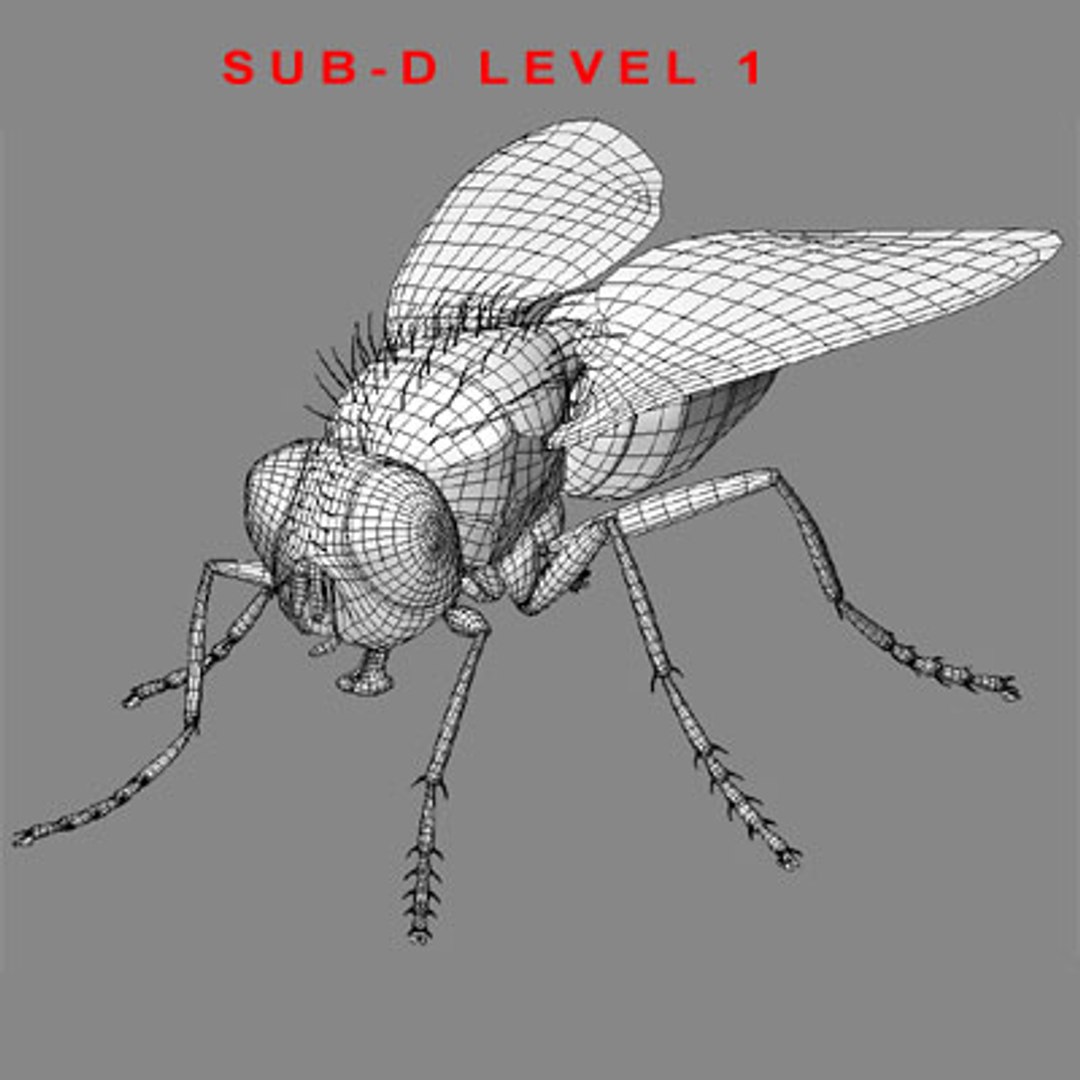 Fly 3d Model