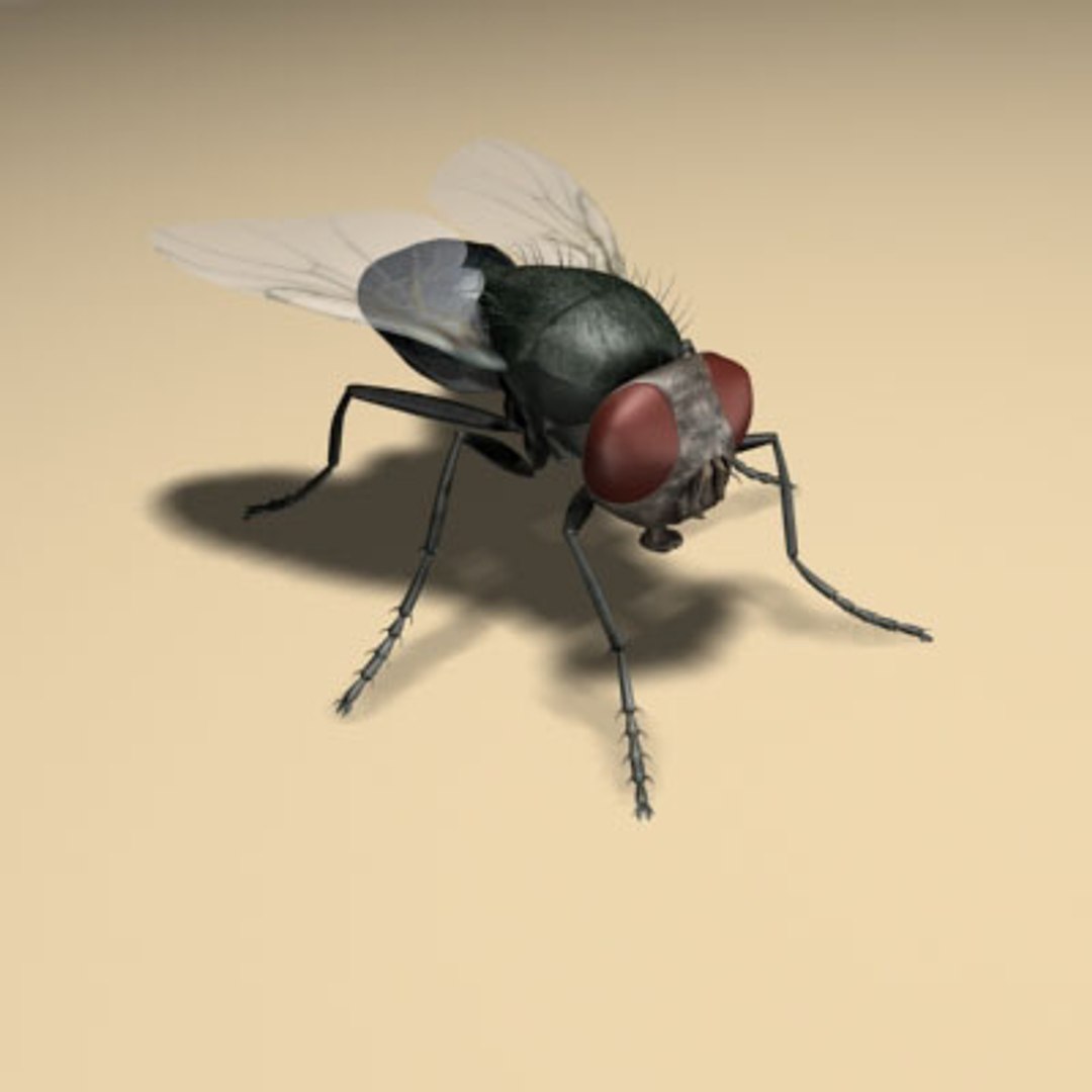 Fly 3d Model