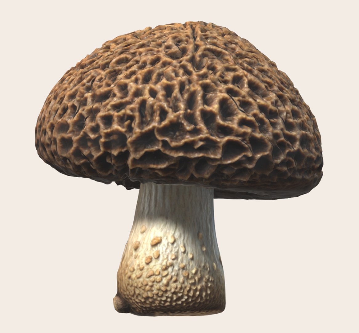 3D Model Rare Morel Mushroom - TurboSquid 2315321