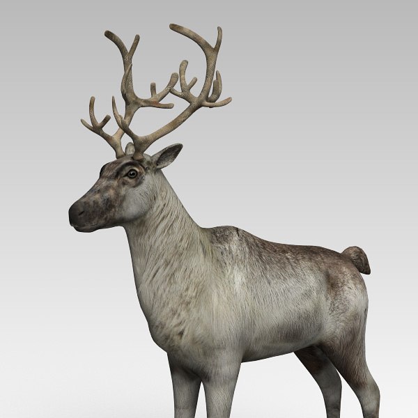 reindeer 3d 3ds