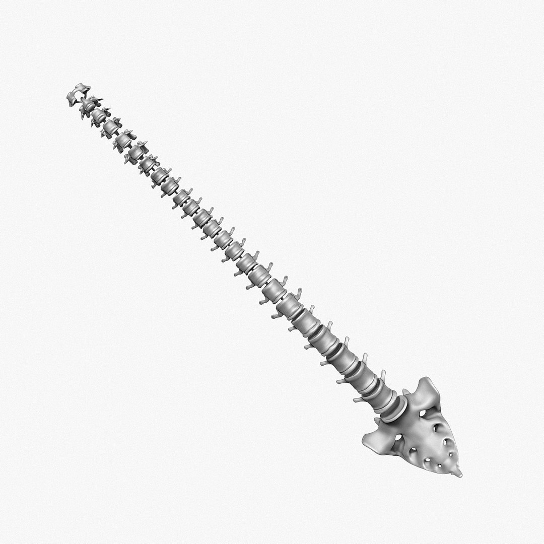 Printable Spine Divided Into Vertebrae 3D Model - TurboSquid 1968619
