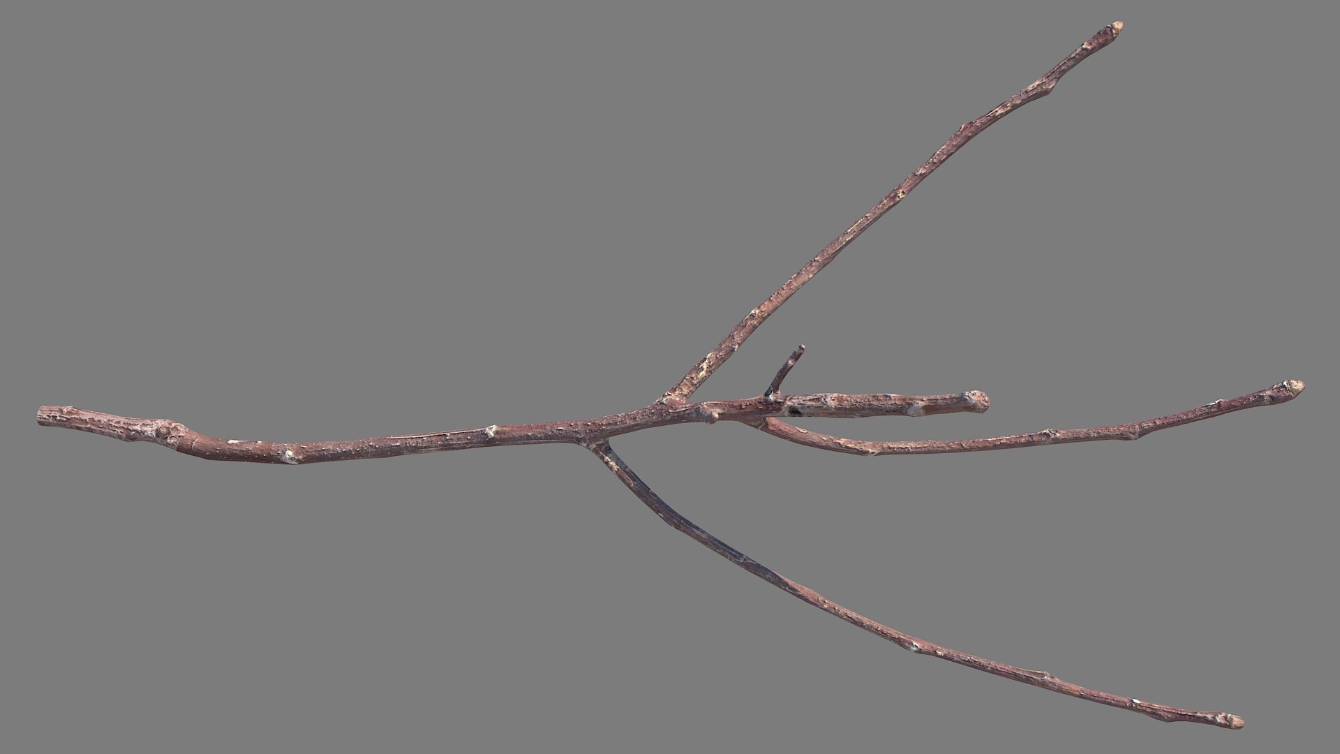 Twig Scanned 09 3D Model - TurboSquid 2088902