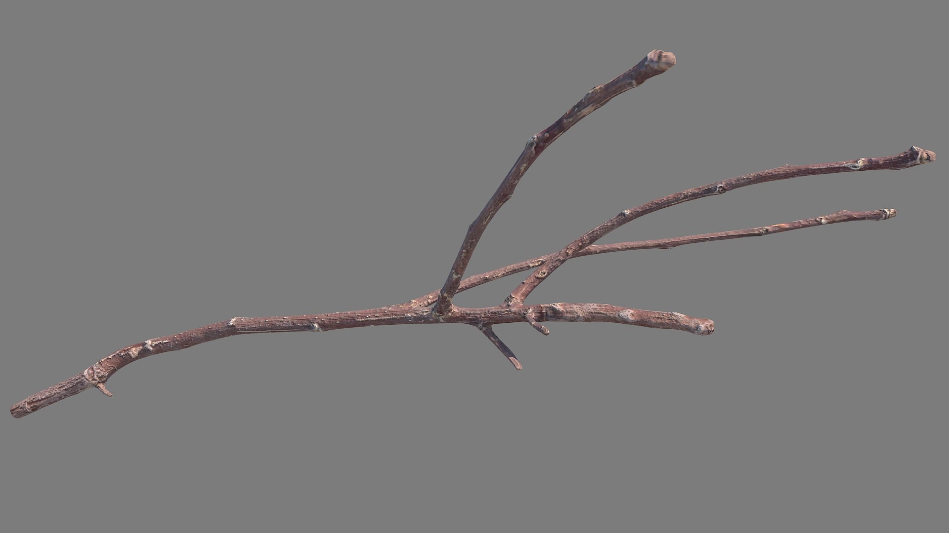 Twig Scanned 09 3D Model - TurboSquid 2088902