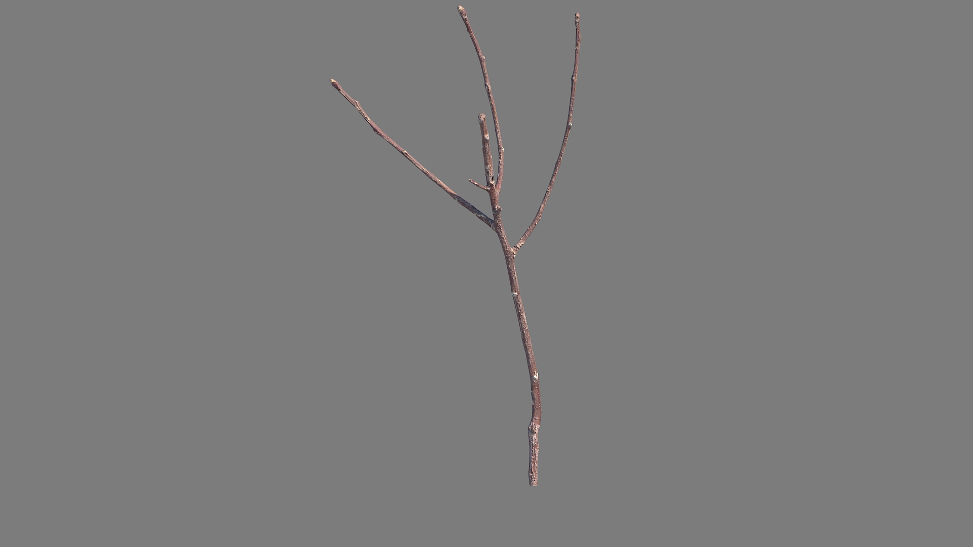 Twig Scanned 09 3D Model - TurboSquid 2088902