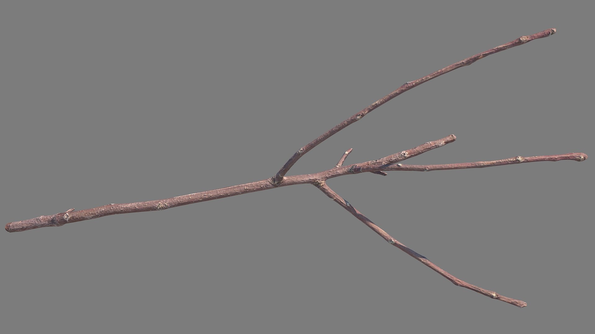 Twig Scanned 09 3D Model - TurboSquid 2088902