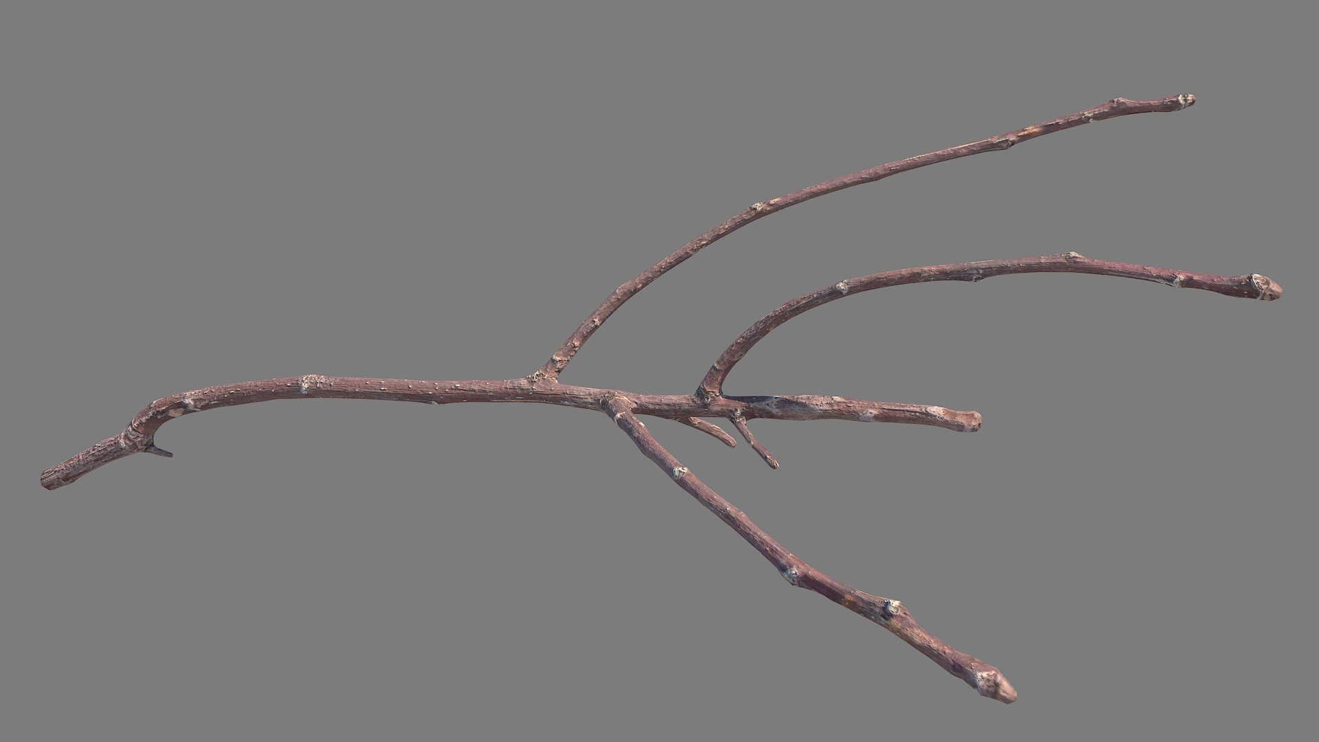 Twig Scanned 09 3D Model - TurboSquid 2088902