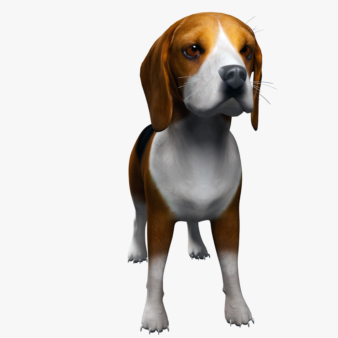 3D beagle modeled model | 1148734 | TurboSquid