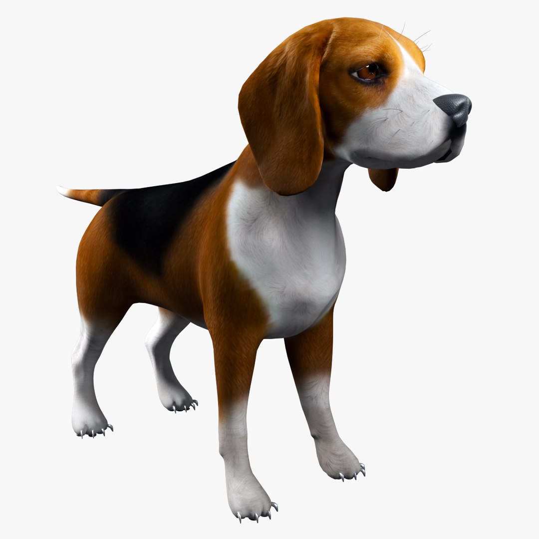 3D Beagle Modeled Model | 1148734 | TurboSquid