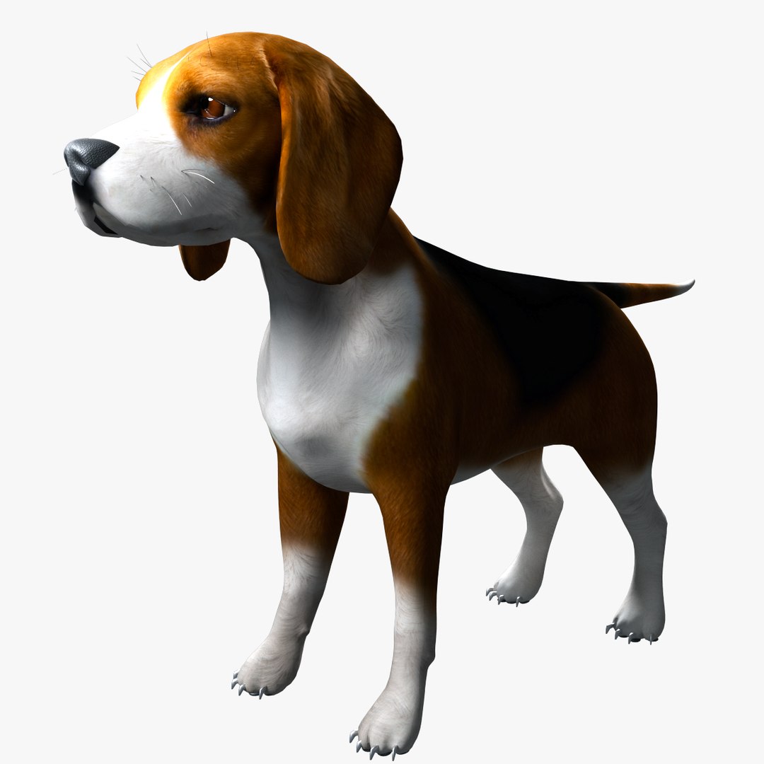 3D Beagle Modeled Model | 1148734 | TurboSquid