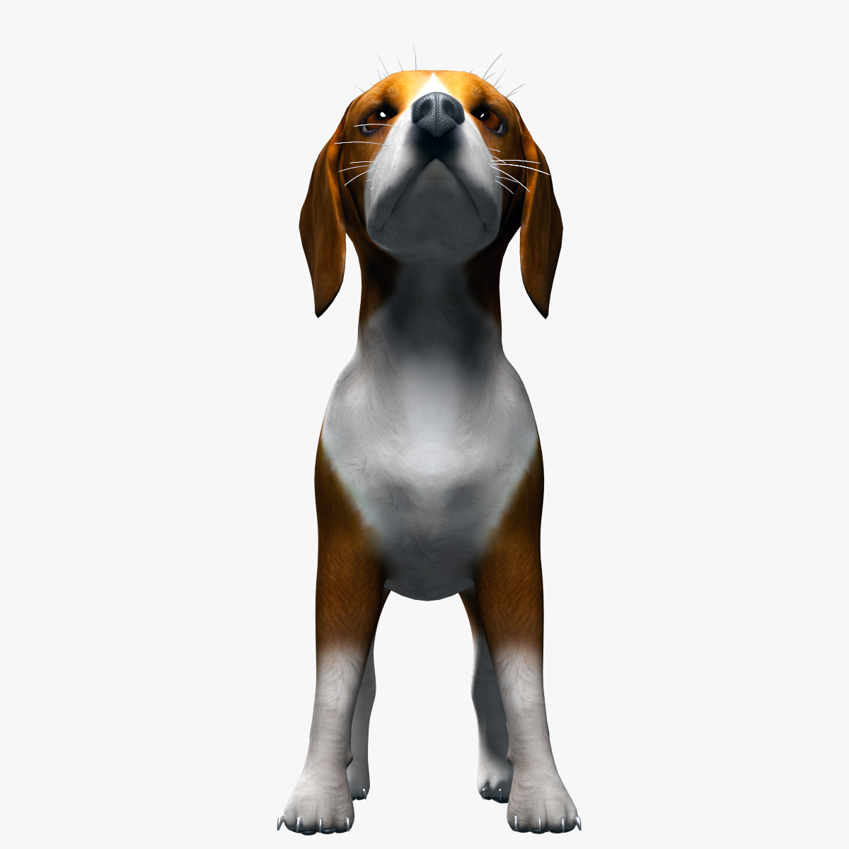 3D beagle modeled model | 1148734 | TurboSquid