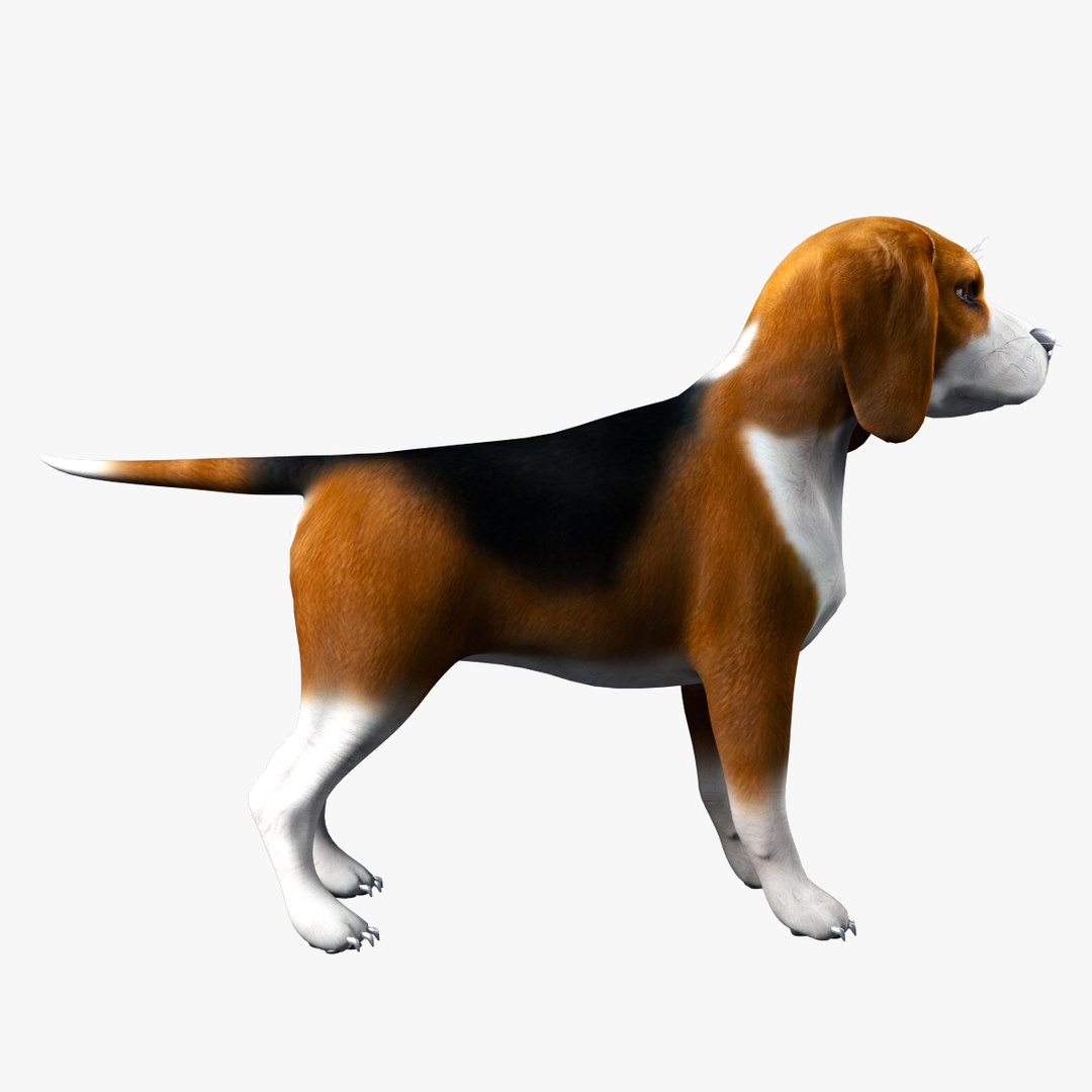 3D Beagle Modeled Model | 1148734 | TurboSquid