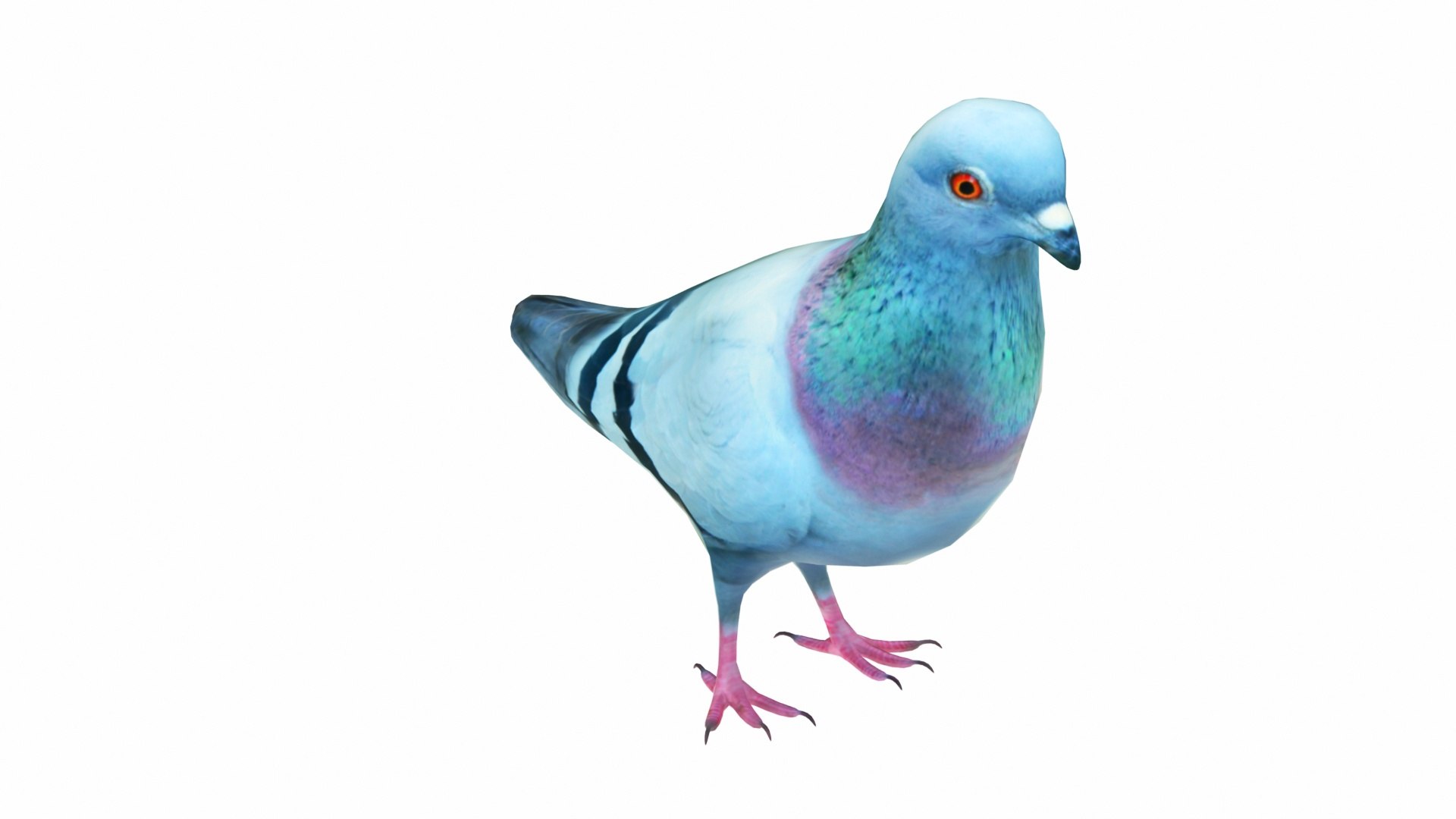 3D Rock Dove - TurboSquid 2329553